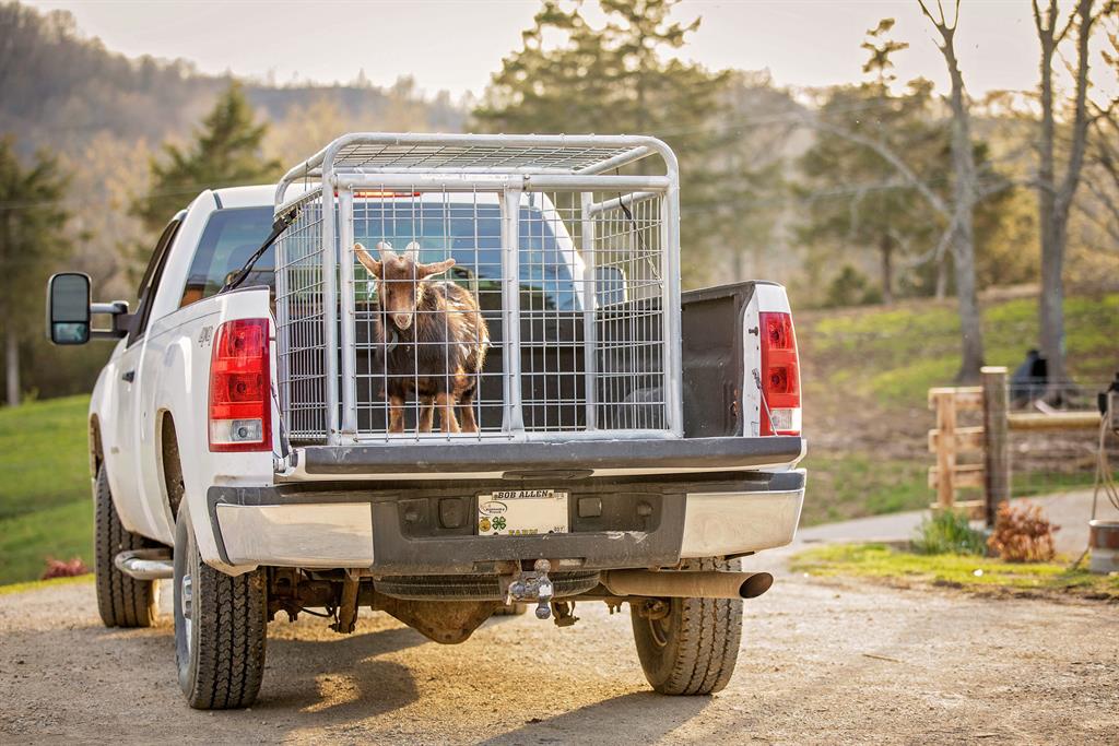 Tarter Gate Small Animal Transporter (Goat Gofer GGFS) - Robstown ...
